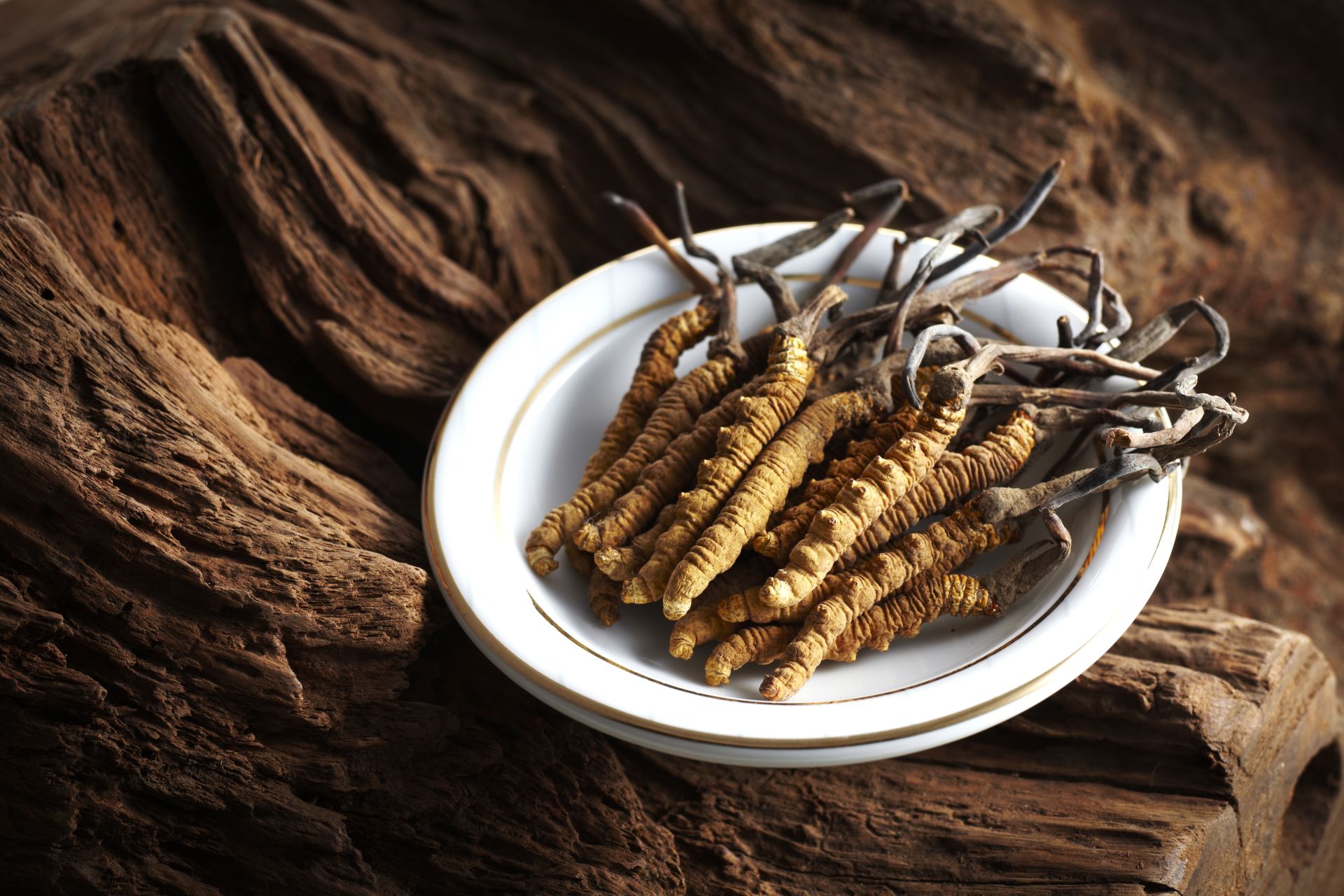 Cordyceps sinensis: un hongo vital con propiedades excepcionales